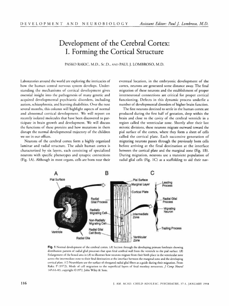 Development of The Cerebral Cortex: Forming The Cortical Structure ...