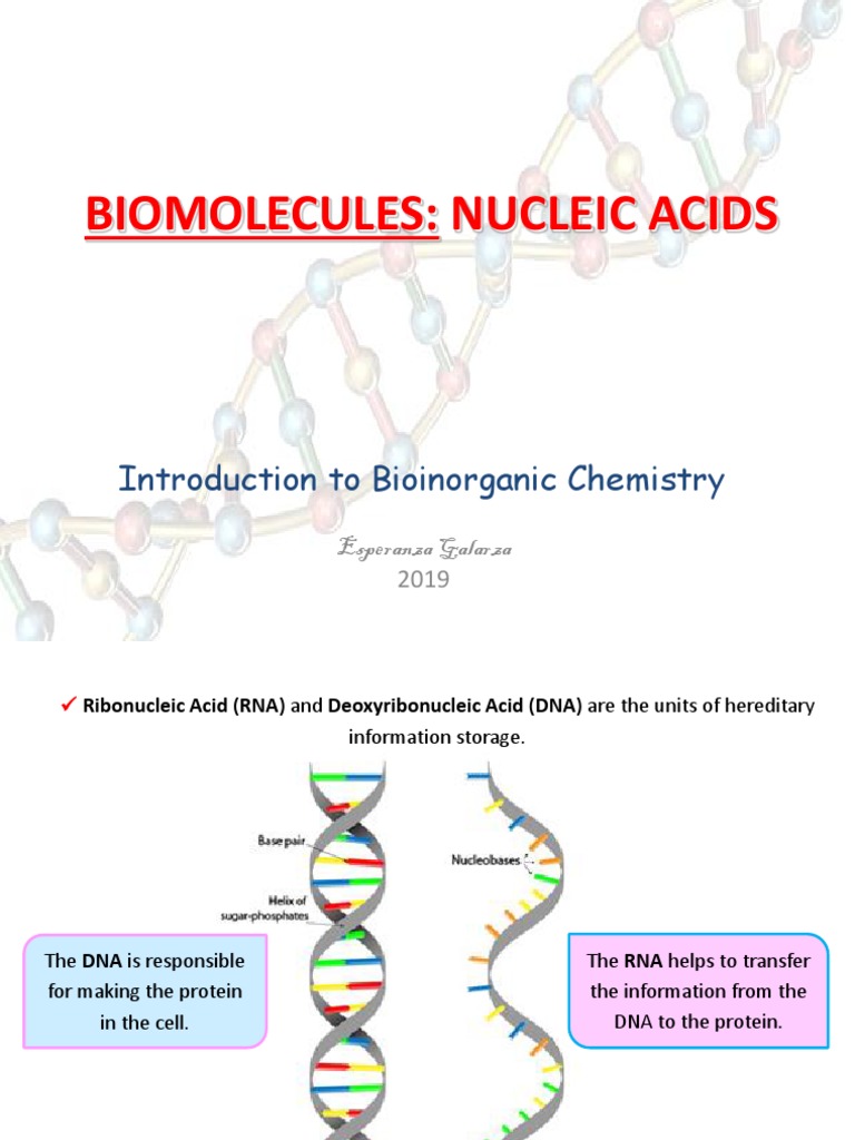 Biomolecules: Nucleic Acids: Introduction To Bioinorganic Chemistry | PDF