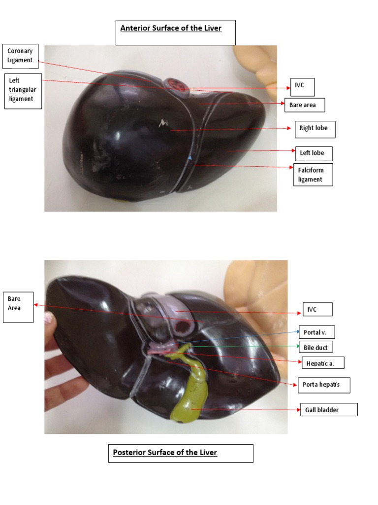 Models On Liver and Some GI | PDF | Liver | Anatomy