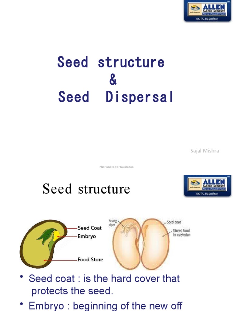 Seed Structure & Seed Dispersal: Sajal Mishra | PDF | Seed | Fruit