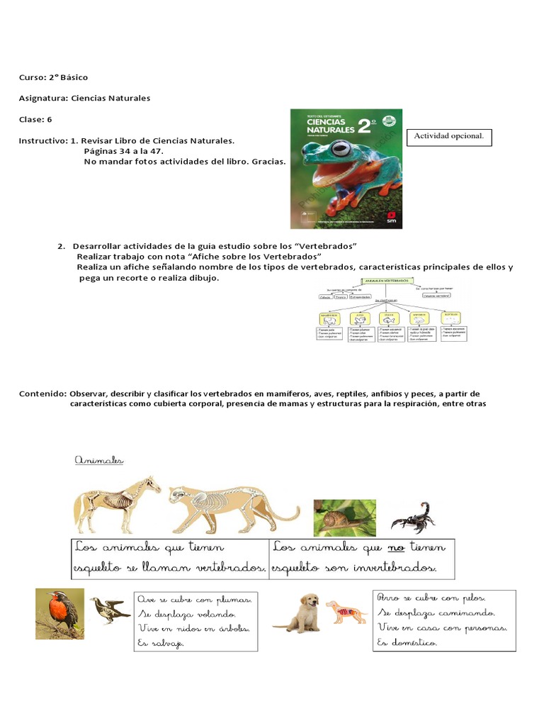 2°-Básico-Conociendo Animales Vertebrados e Invertebrados!-Ciencias ...