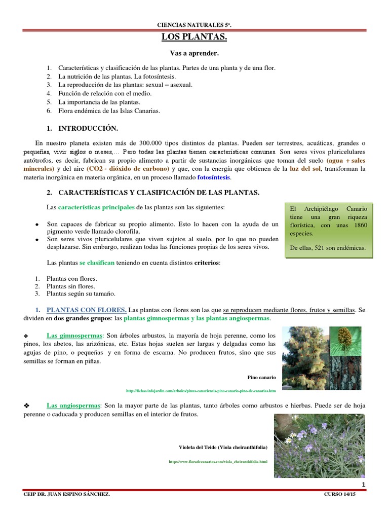 Características y Clasificación de Plantas | PDF | Plantas | Flores