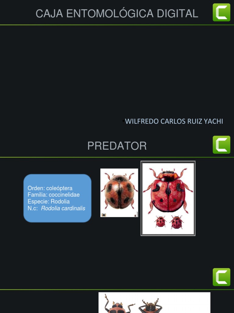 Caja Entomológica Digital | PDF | Hexapoda | Insectos