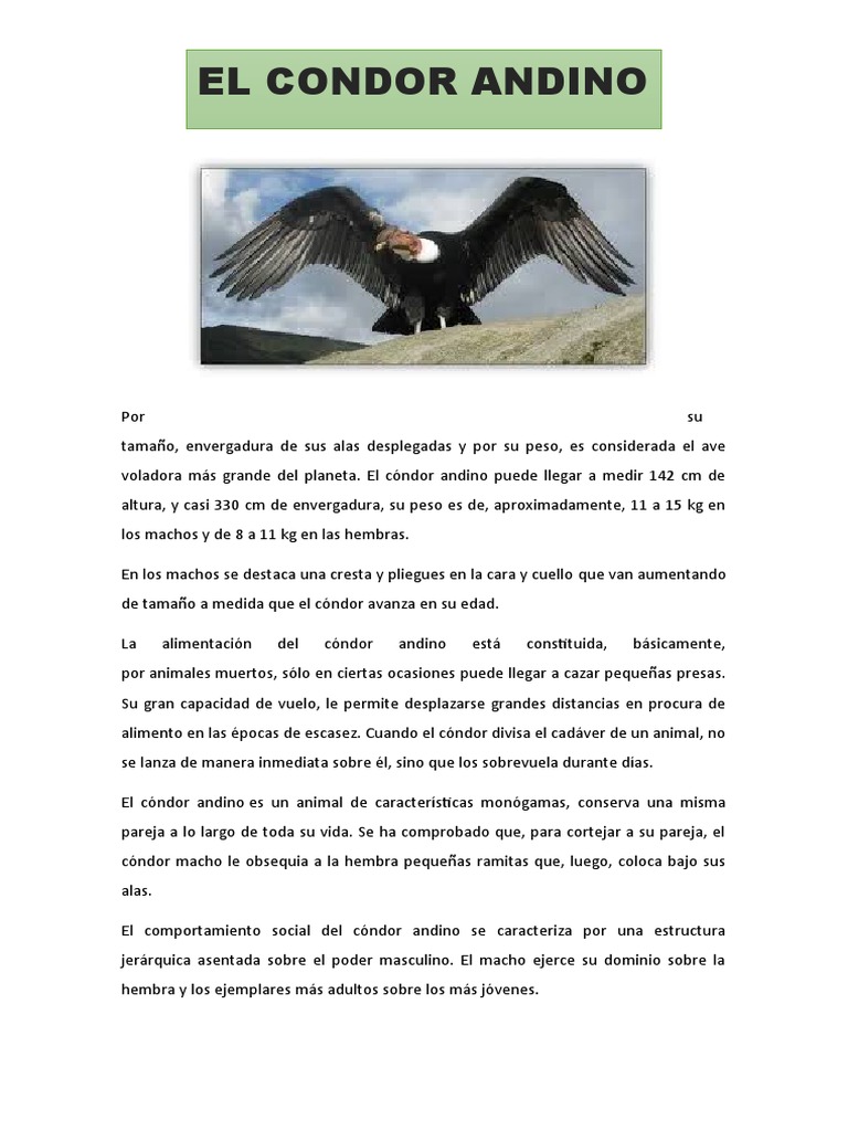 Tamaño y medidas del cóndor andino | PDF | Ciencia y matemáticas