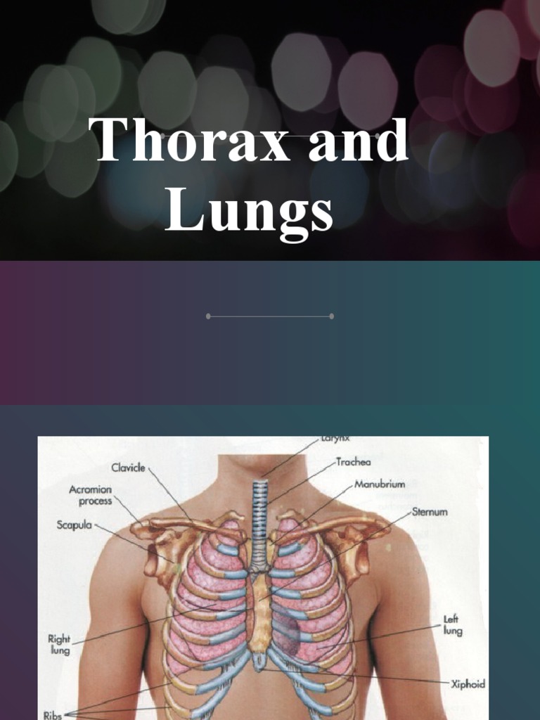Thorax and Lungs | PDF | Lung | Breathing