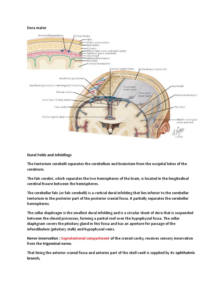 Dural Folds and Infoldings: Supratentorial Compartment | PDF