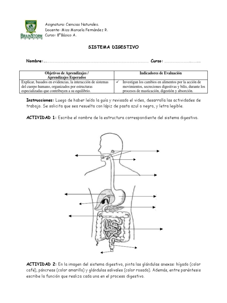 8°A - Ciencias Naturales Sistema Digestivo Guía de Trabajo 06 de Mayo ...