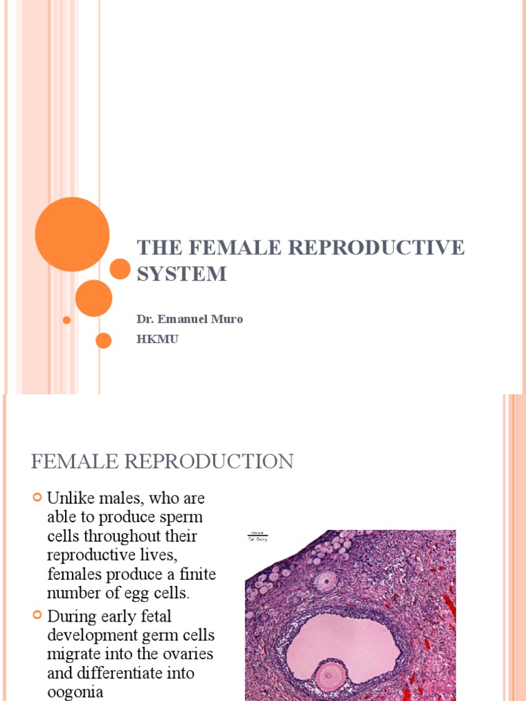 The Female Reproductive System: Dr. Emanuel Muro Hkmu | PDF | Ovary ...
