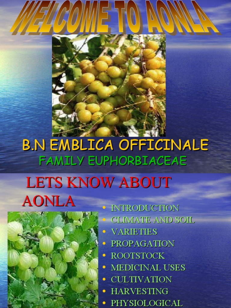 Anola Cultivation | PDF | Fruit | Grafting