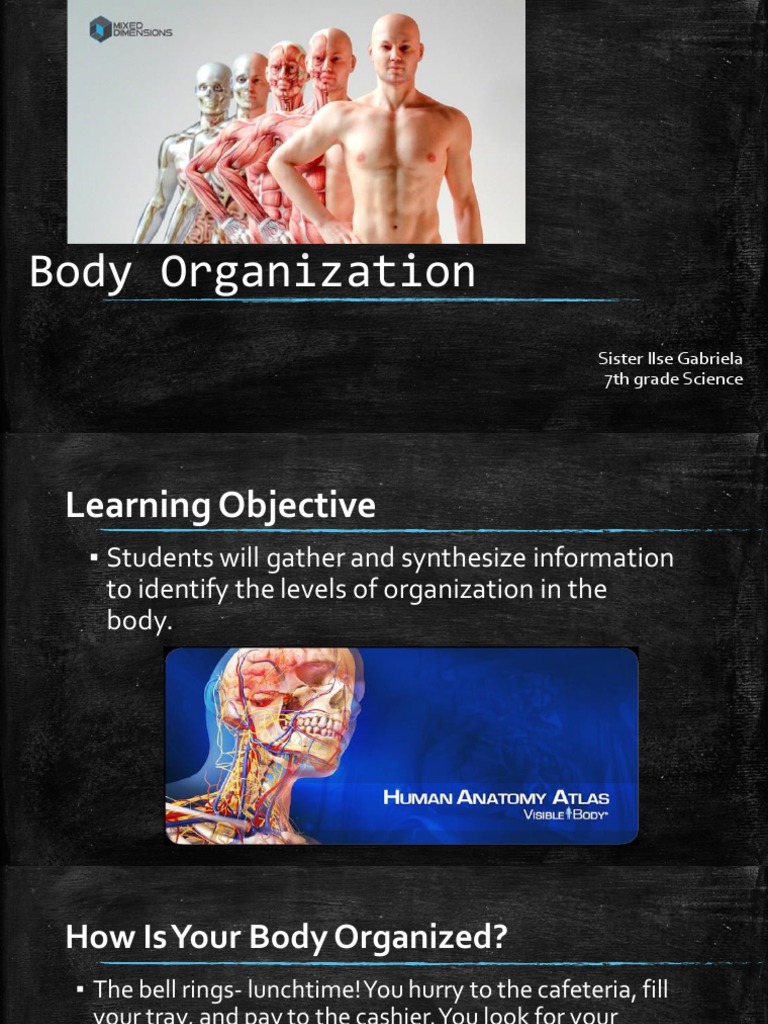 Understanding Body Organization Levels | PDF | Human Body | Tissue ...
