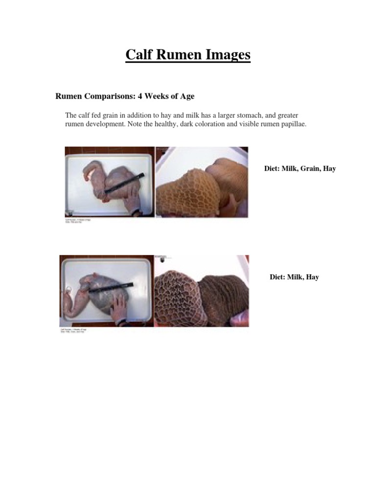 Calf Rumen Development | PDF | Calf | Esophagus