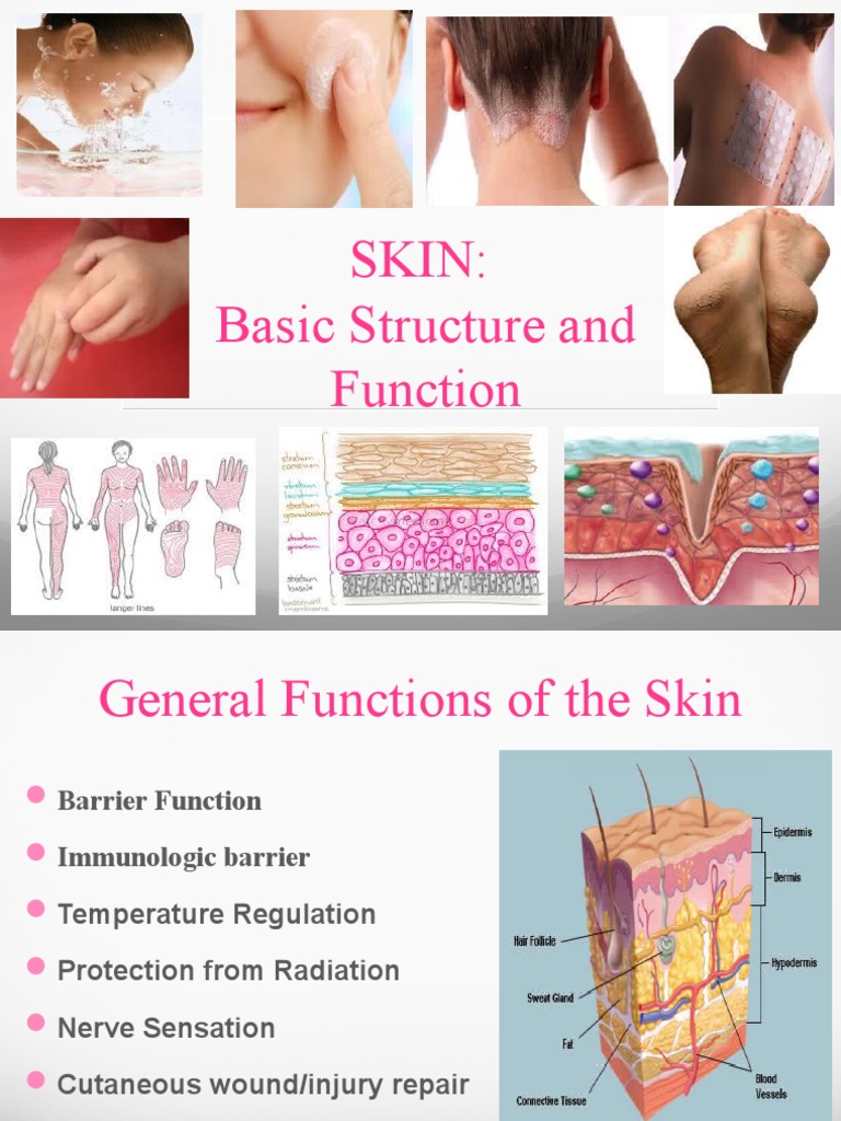 Skin: Basic Structure and Function | PDF | Epidermis | Skin