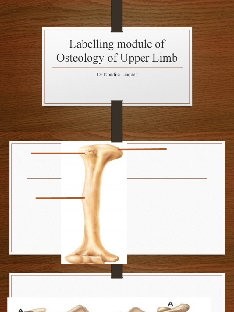 Labelling Module of Osteology of Upper Limb | PDF