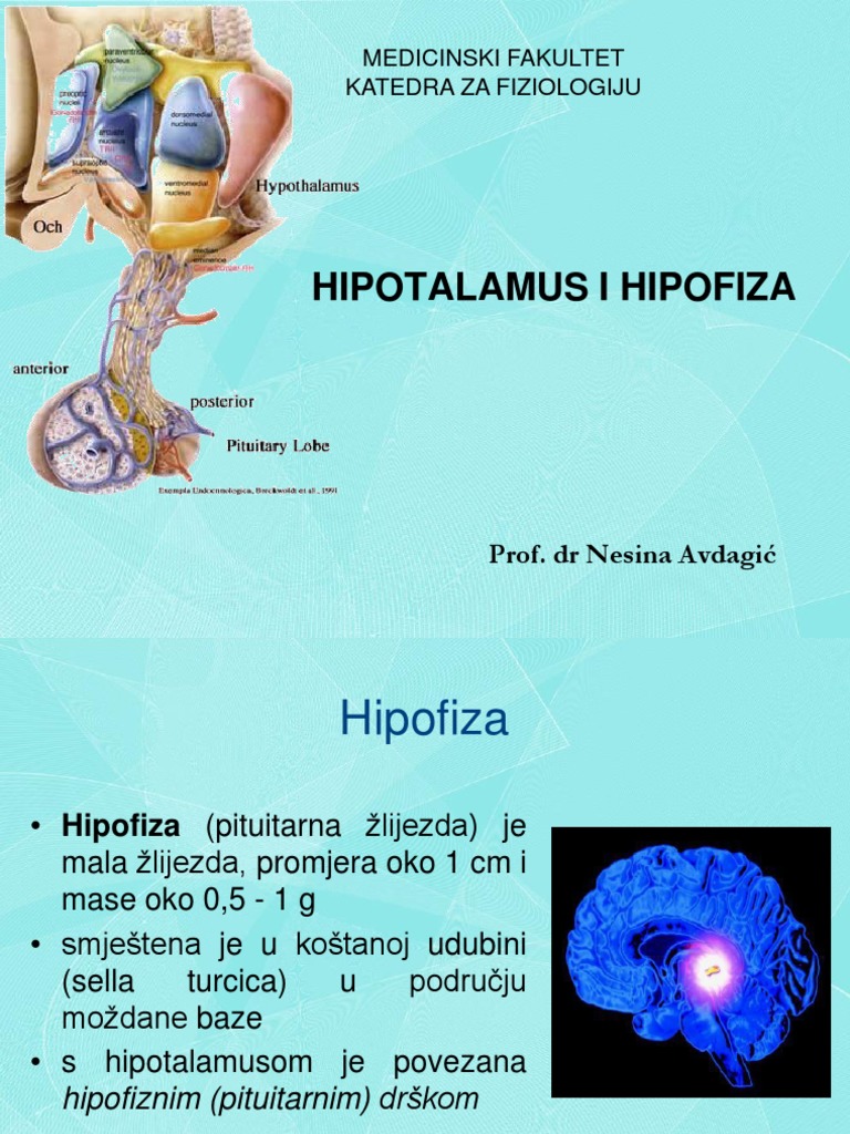 Hipotalamus I Hipofiza PDF | PDF