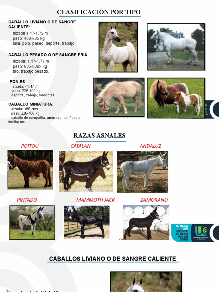 02 Razas de Equinos Ucc. 2020 | PDF | Caballos | Poni
