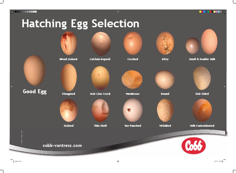 Hatching Egg Selection | PDF