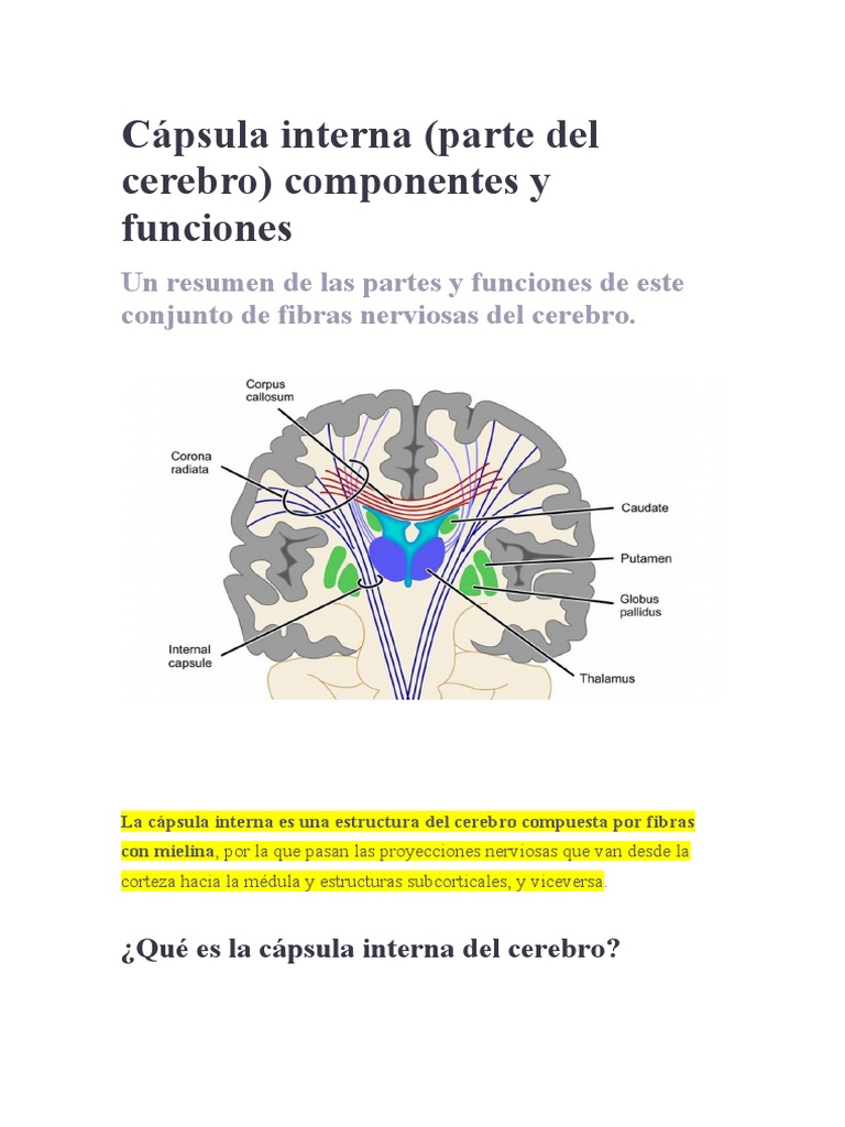 Cápsula Interna | PDF | Cerebro | Órgano (anatomía)