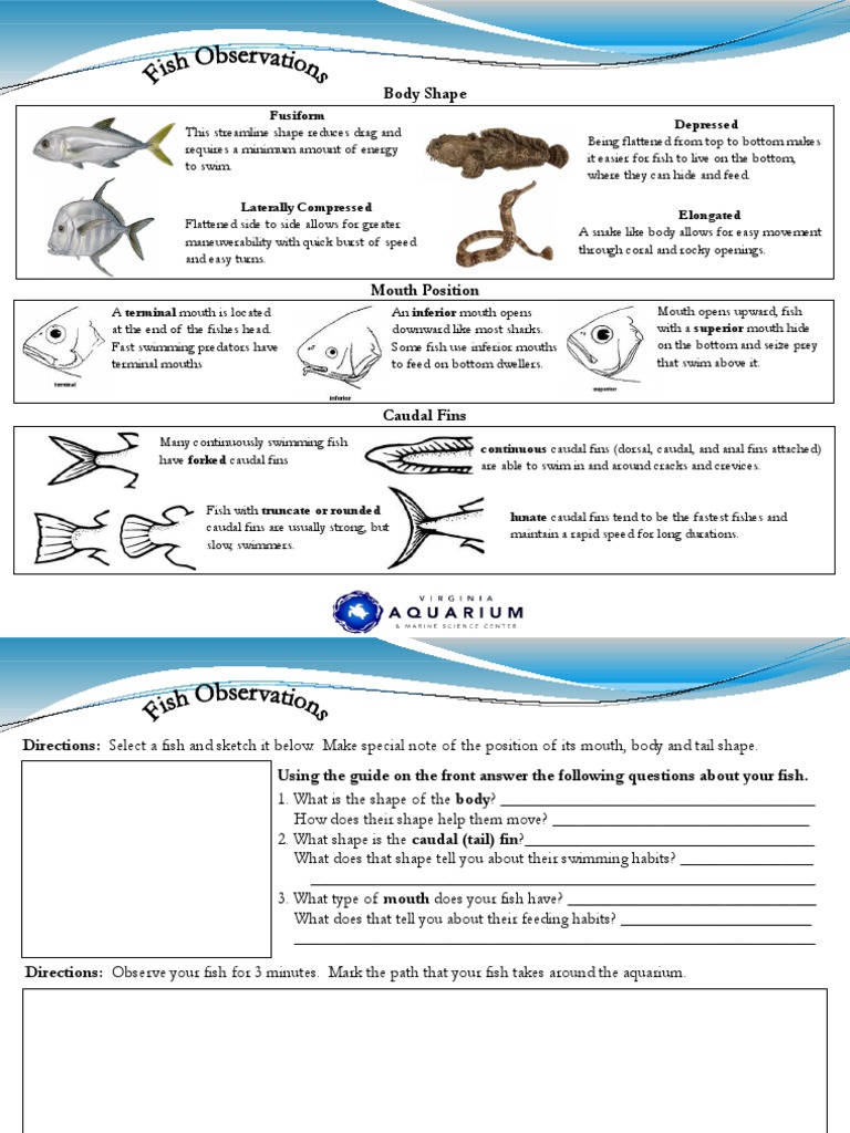 Body Shape: Fusiform Depressed | PDF | Aquatic Organisms | Fish