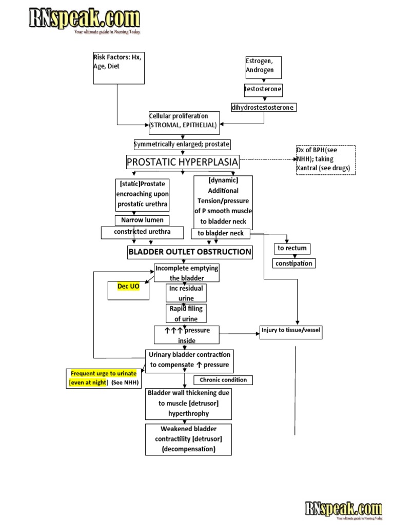 Benign Prostatic Hyperplasia - BPH - Pathophysiology - Schematic ...