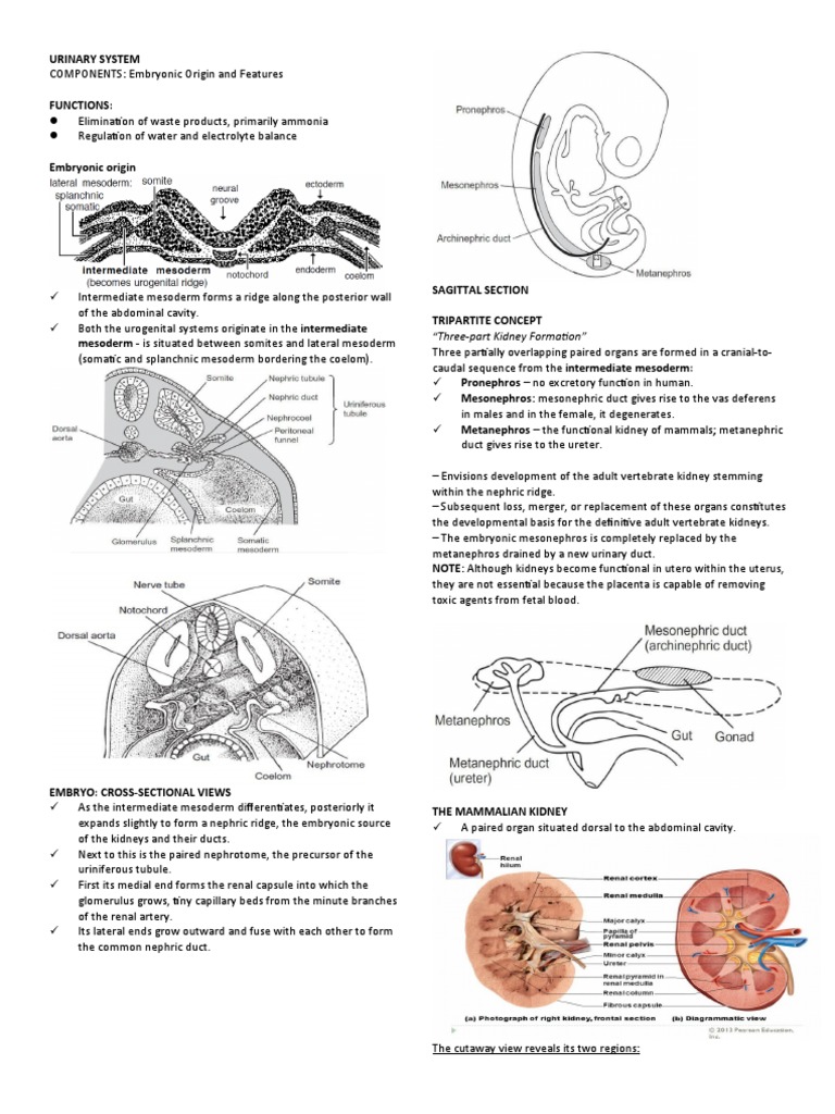 Three-Part Kidney Formation | PDF | Kidney | Animal Anatomy