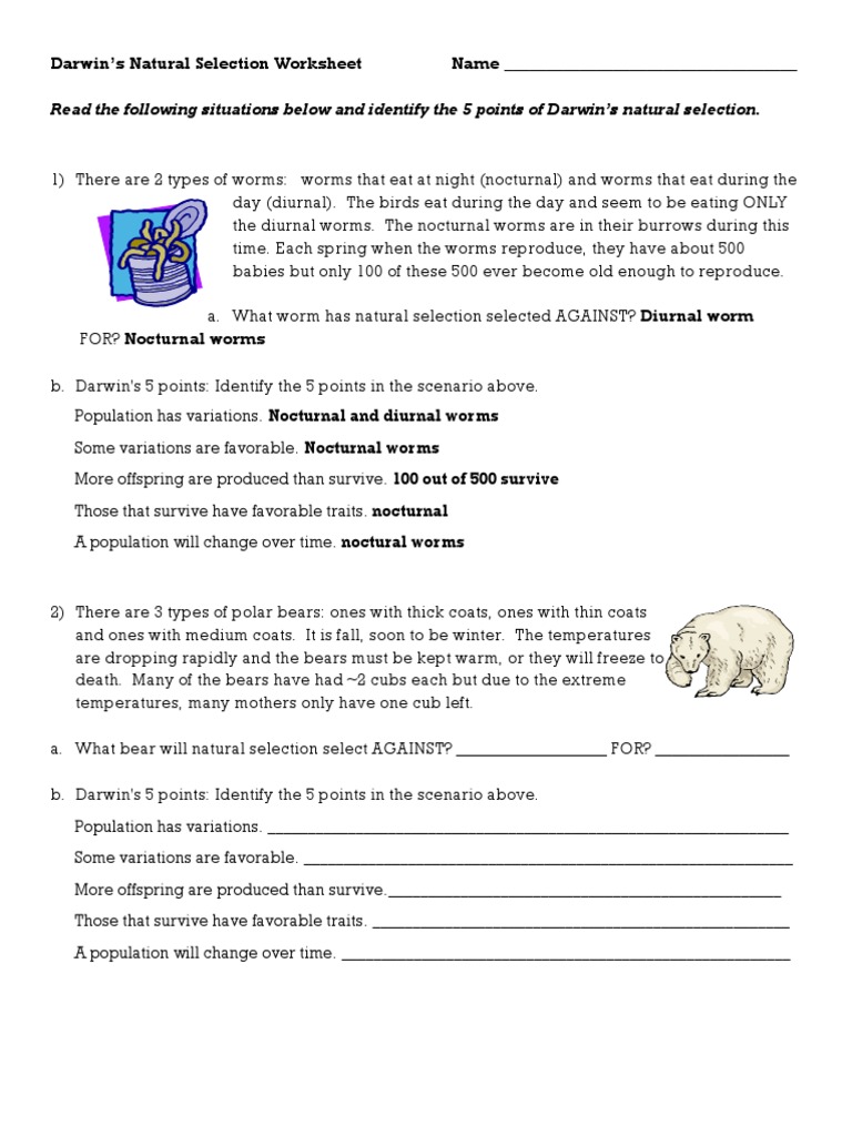 Classwork Natural Selection Worksheet | PDF | Natural Selection | Bears