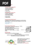 Region Geniana | PDF | Cabeza y cuello humanos | Anatomía humana