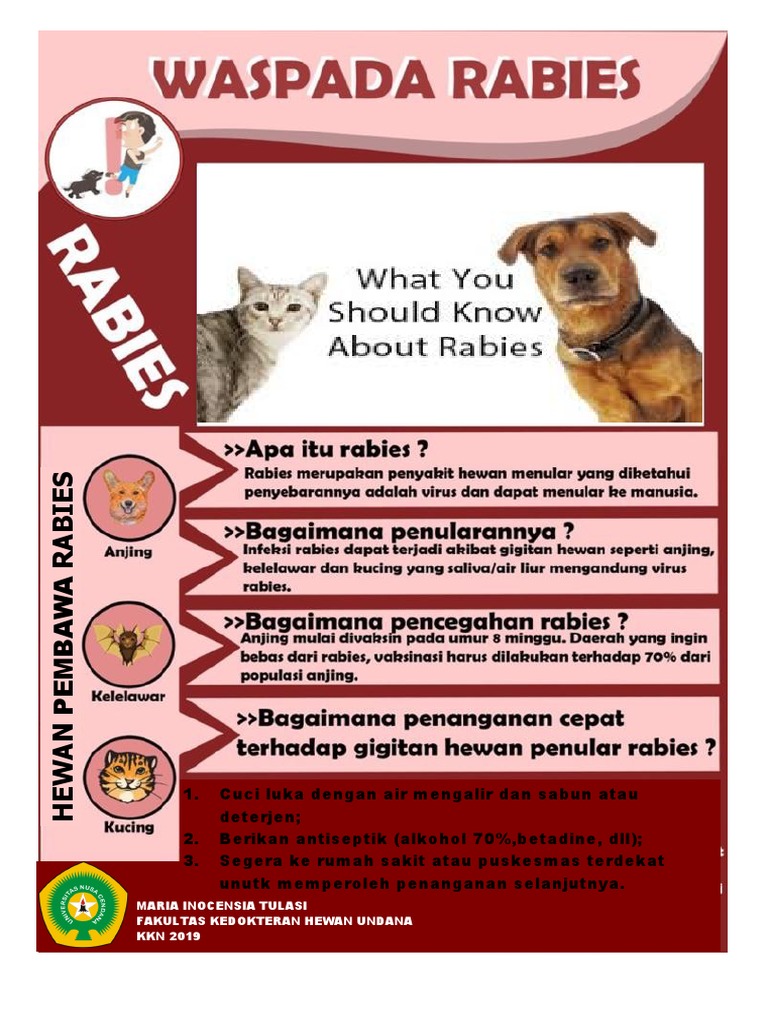 Poster Rabies KKN | PDF