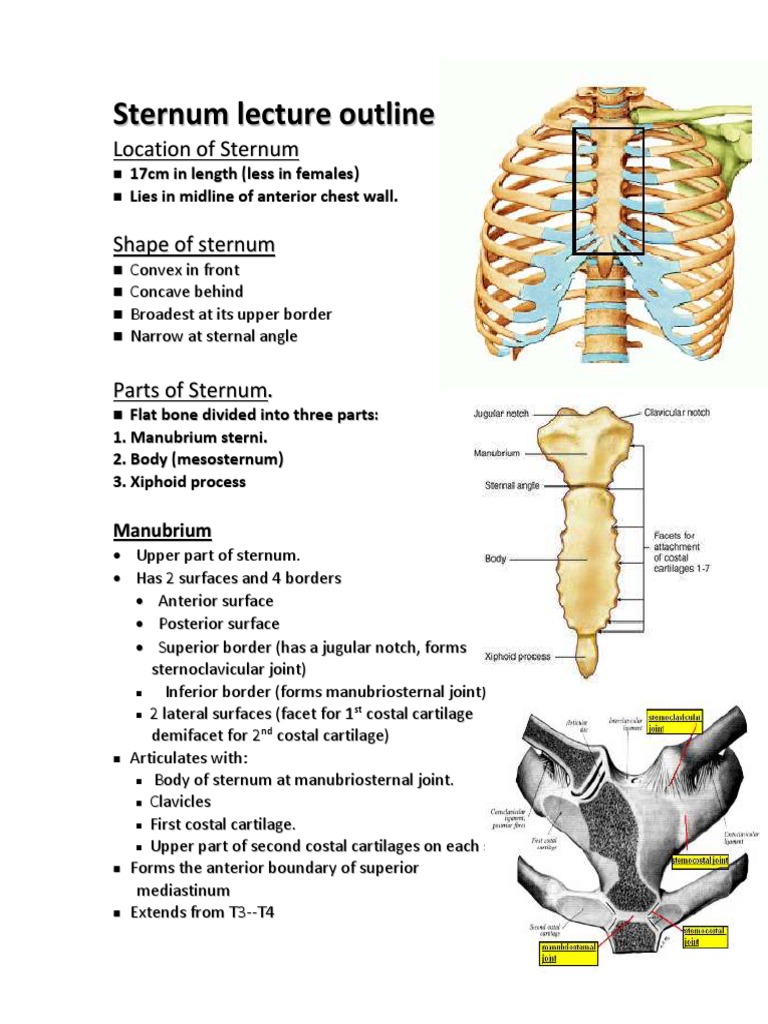 Sternum | PDF | Skeletal System | Anatomy