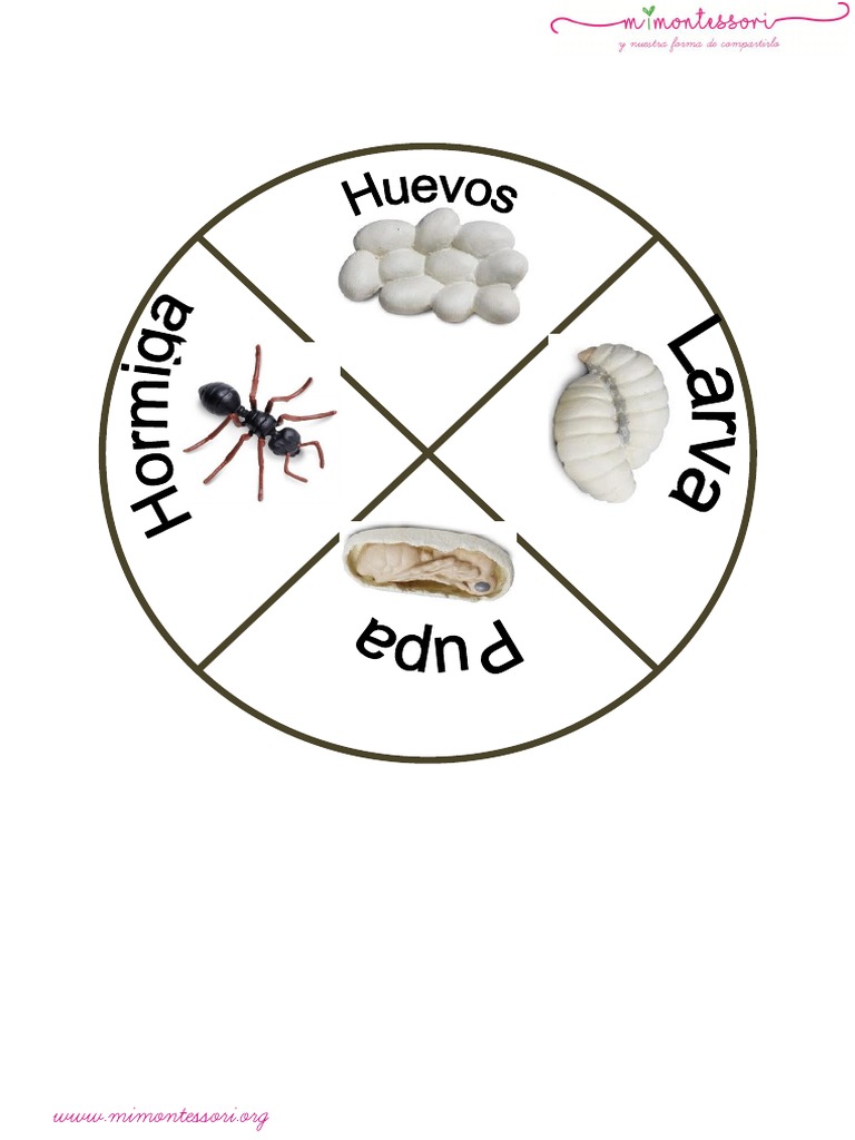 Ciclo de La Vida de Una Hormiga Letra Imprenta | PDF