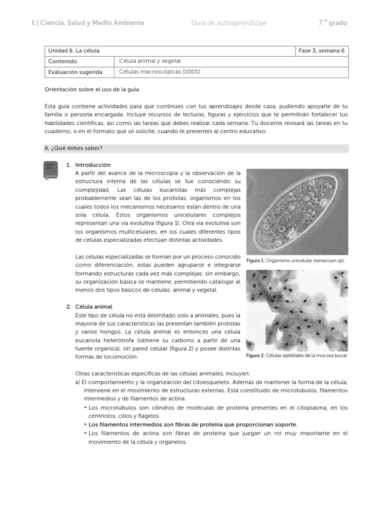 Guia Autoaprendizaje Estudiante 7mo Grado Ciencia f3 s6 Impreso | PDF ...