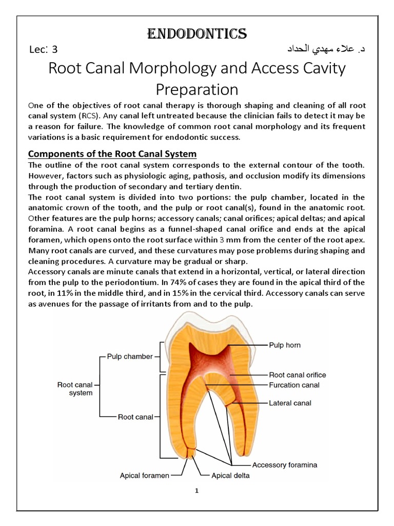 3 - Tooth Morphology and Access Cavity Preparation PDF | PDF | Dental ...