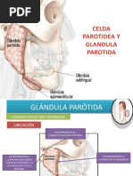 (Anatomía) Triángulos de Pirogoff y Béclard | PDF | Medicina CLINICA ...
