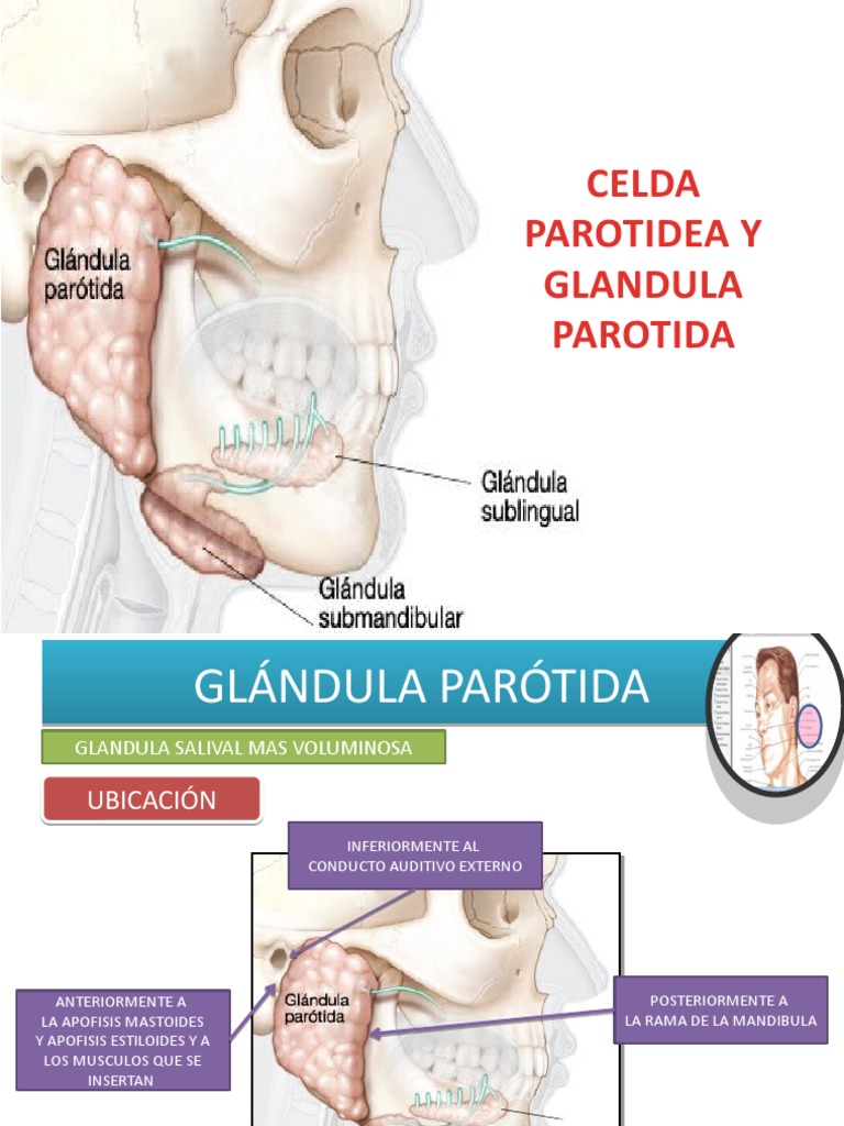 Celda Parotidea y Gloandula Parotida | PDF | Cabeza y cuello humanos ...
