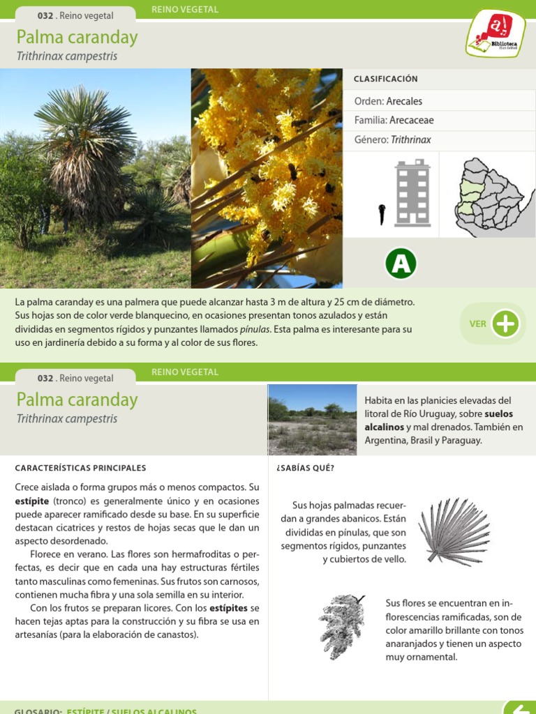 032 Palma Caranday | PDF | Arecaceae | Plantas