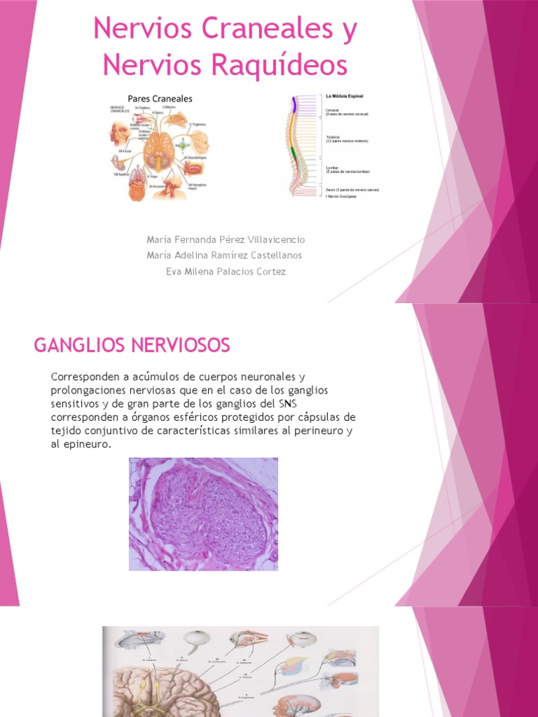 Nervios Craneales y Raquideos | PDF | Anatomía humana | Anatomía