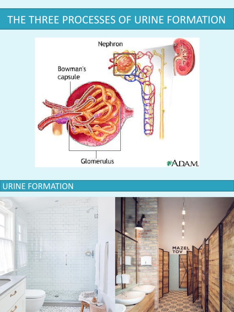 The Three Processes of Urine Formation | PDF
