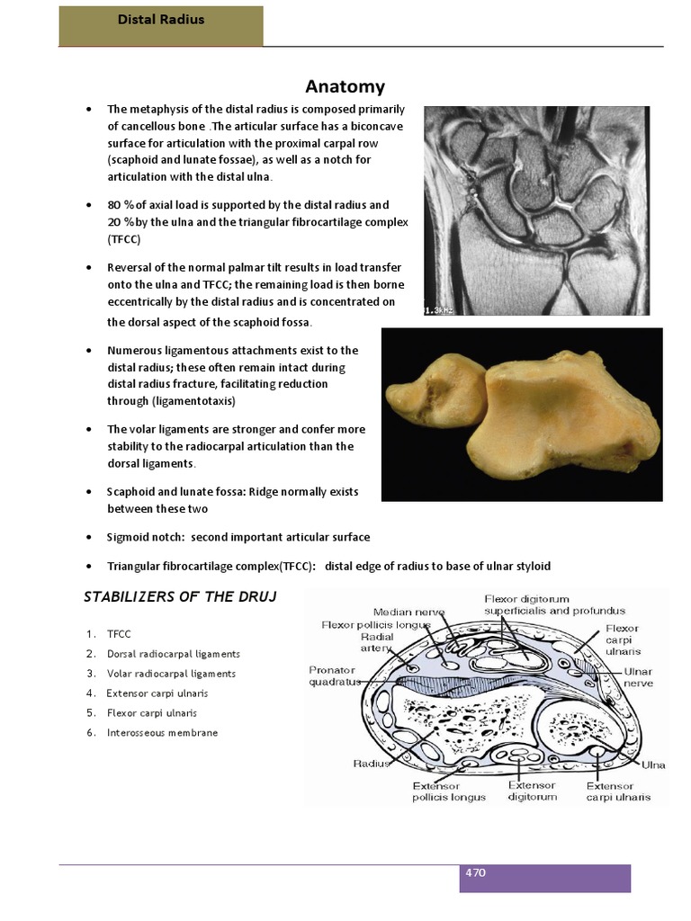 10 Distal - Radius | PDF | Limbs (Anatomy) | Skeletal System