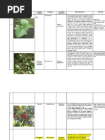 Bingo de Plantas Fotos | PDF