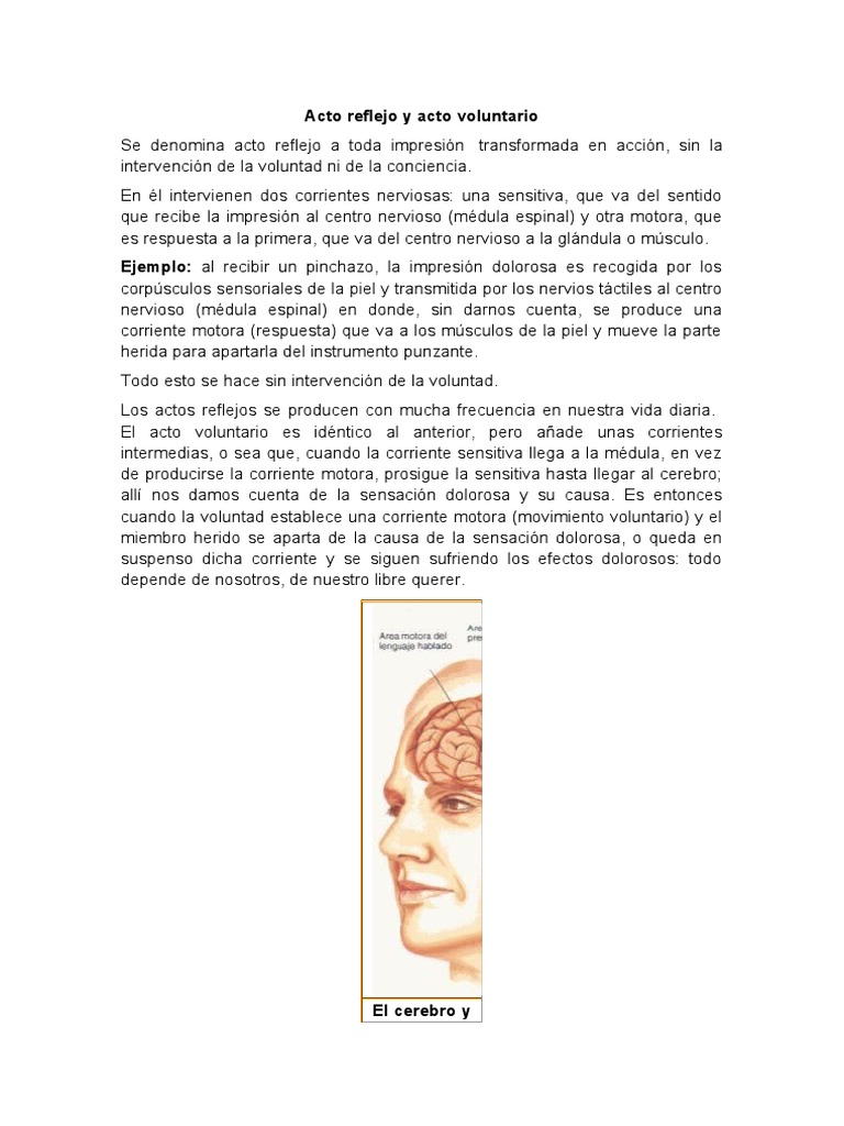 Acto Reflejo y Acto Voluntario | PDF | Neurofisiología | Sistema nervioso