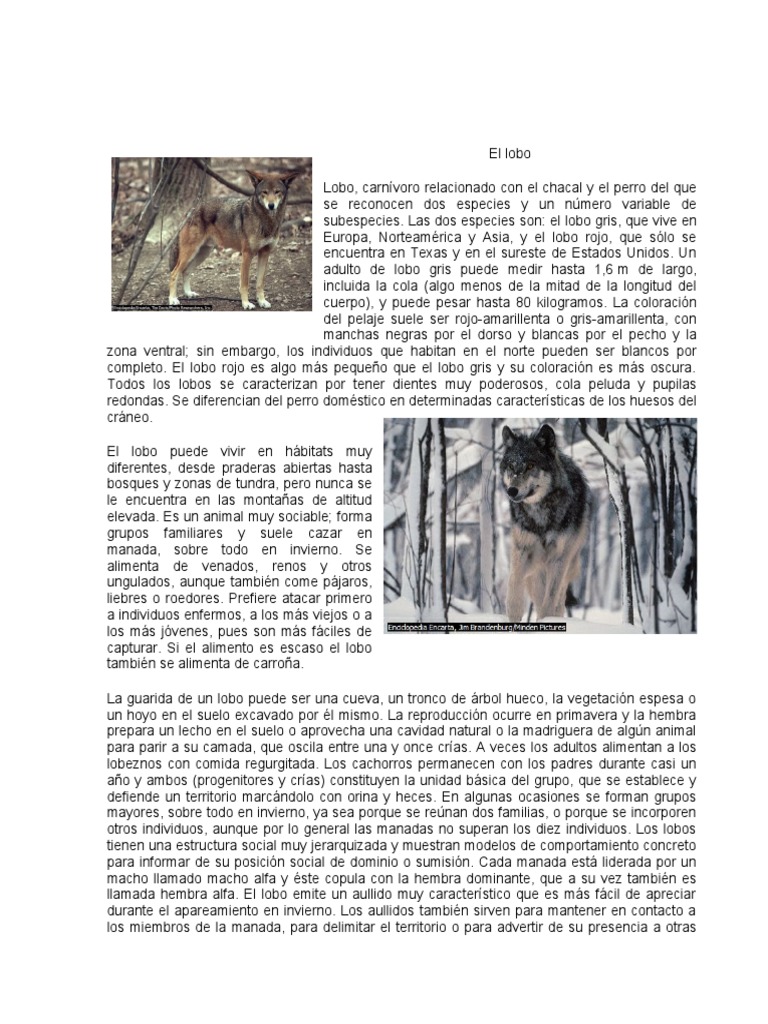 El lobo: características, hábitat y amenazas a la especie | PDF ...