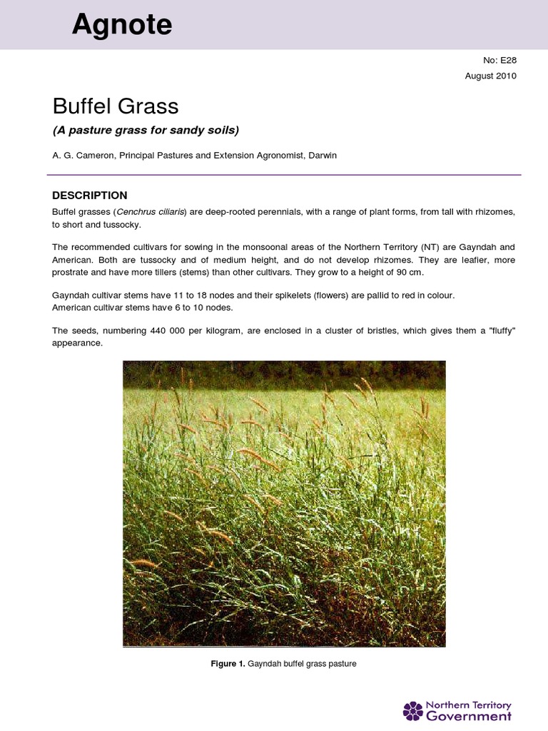 Buffer Grass | PDF | Sowing | Fertilizer