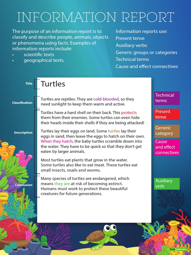 Turtles: An Information Report | PDF | Home & Garden | Science ...