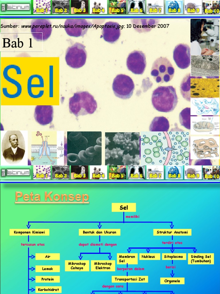 Buku XI Bab 1 SEL | PDF