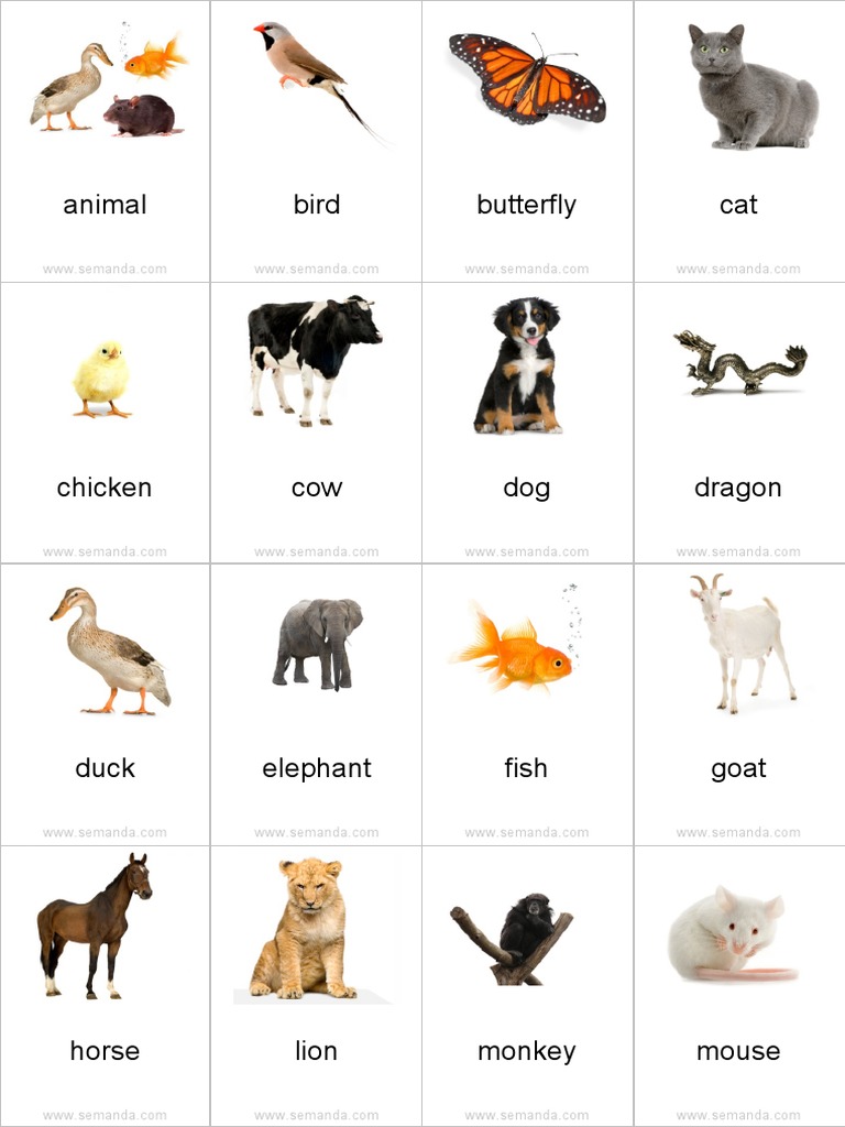 Flashcards Animals Pinyin PDF | PDF | Young Adult