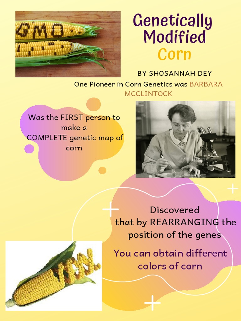 Genetic Modification of Corn Explained | PDF | Technology & Engineering