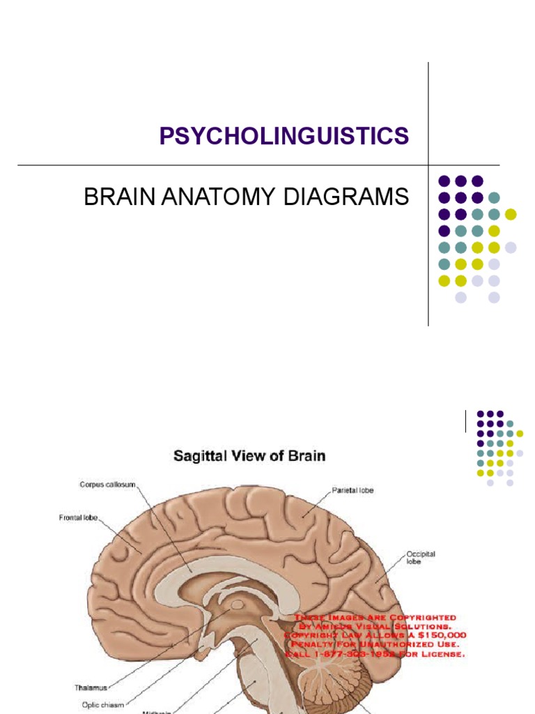 Psycholinguistics: Brain Anatomy Diagrams | PDF