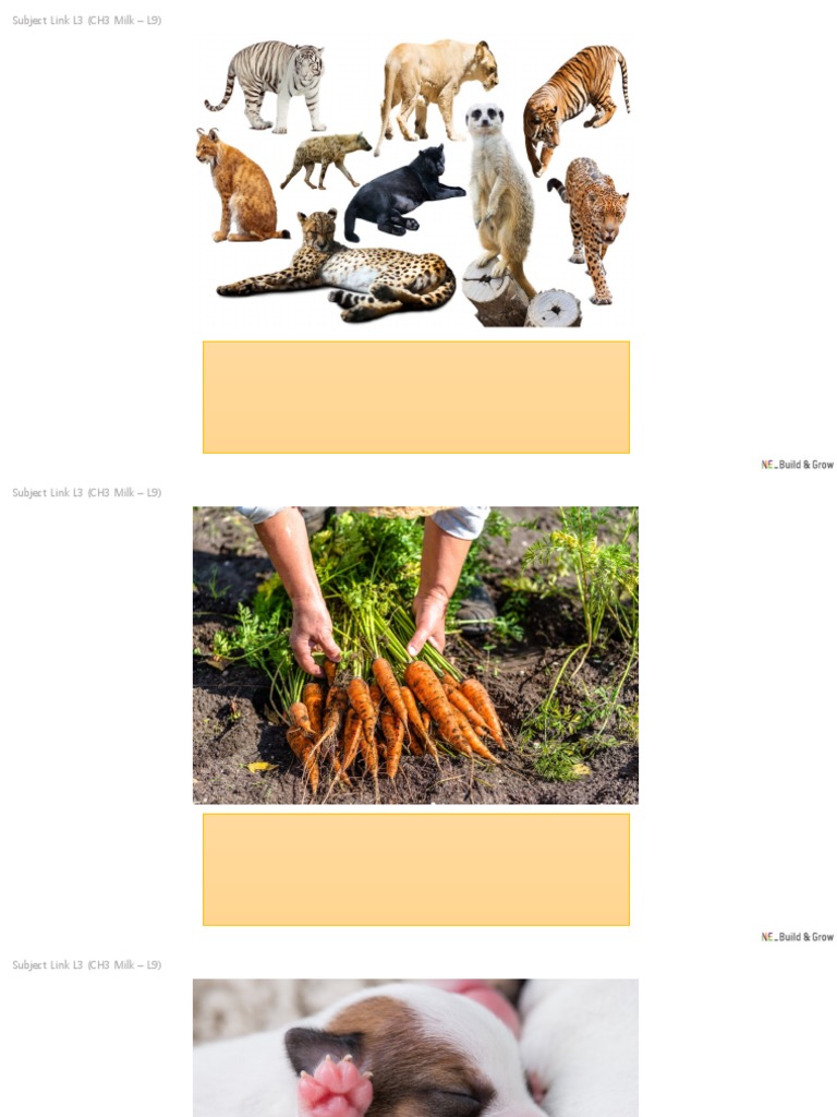 Subject Link L3 CH3 - Vocabulary | PDF