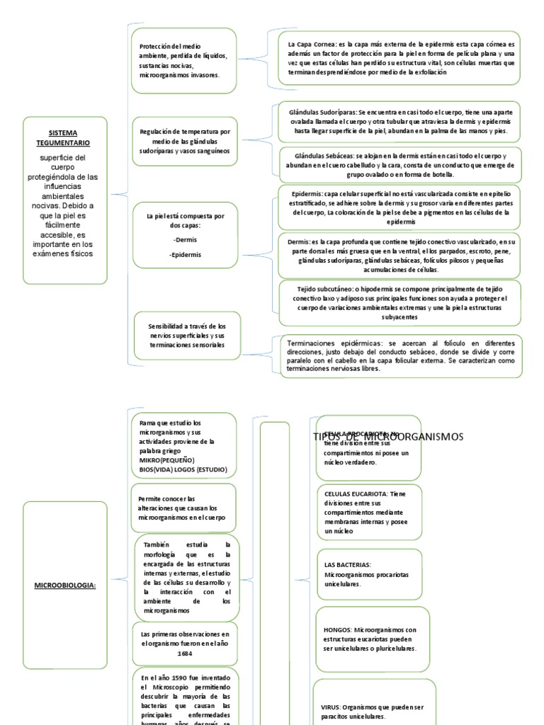 Cuadros Sinopticos Adriana Alejandra Castiblanco Carvajal | PDF | Piel ...