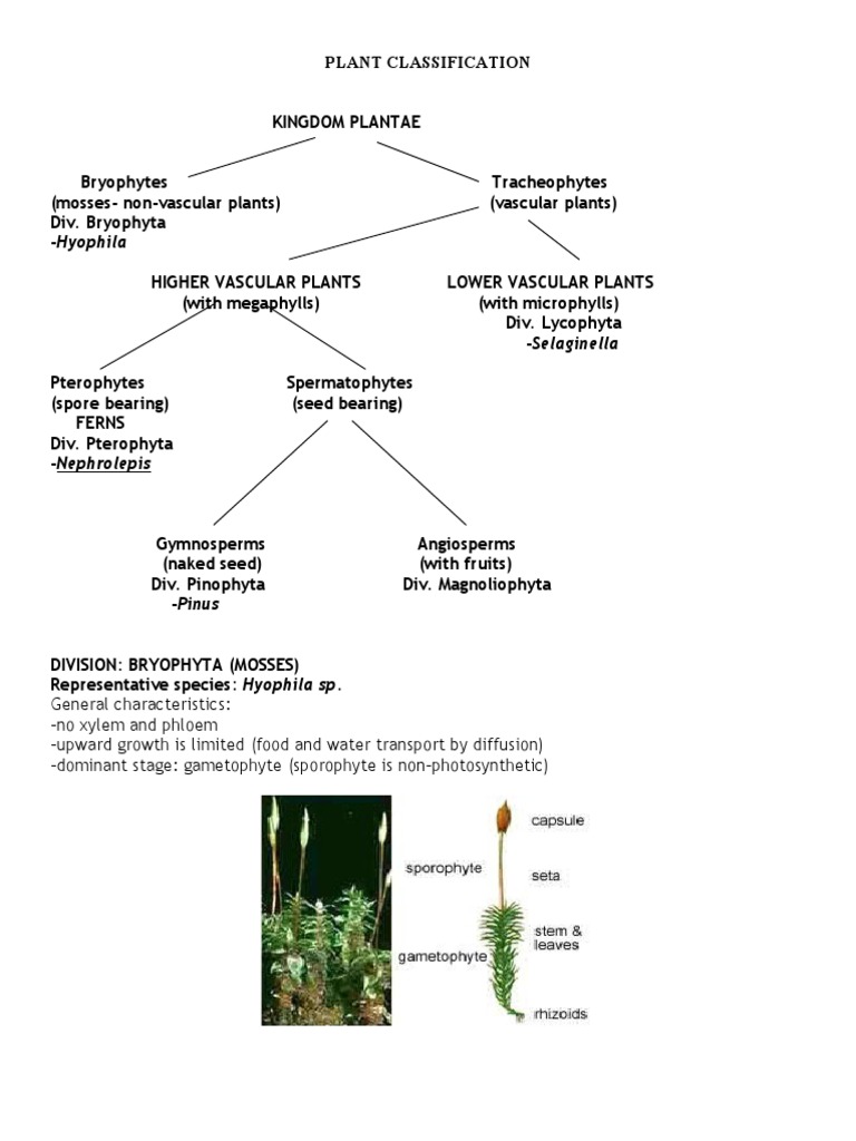Plant Classification Overview | PDF | Plants | Eukaryotes