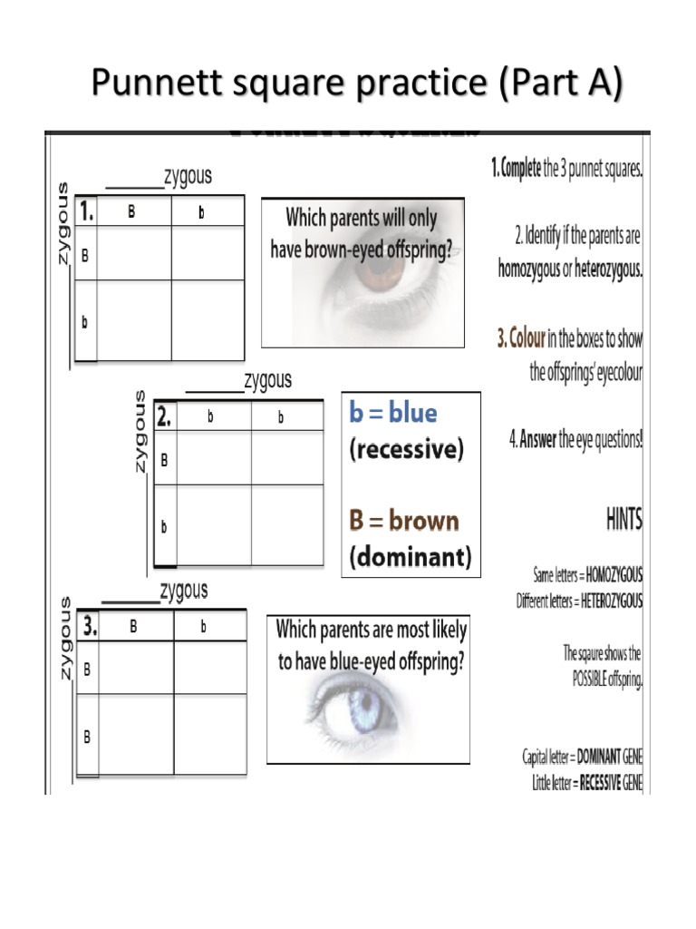 Punnett Square Practice | PDF | Genotype | Zygosity